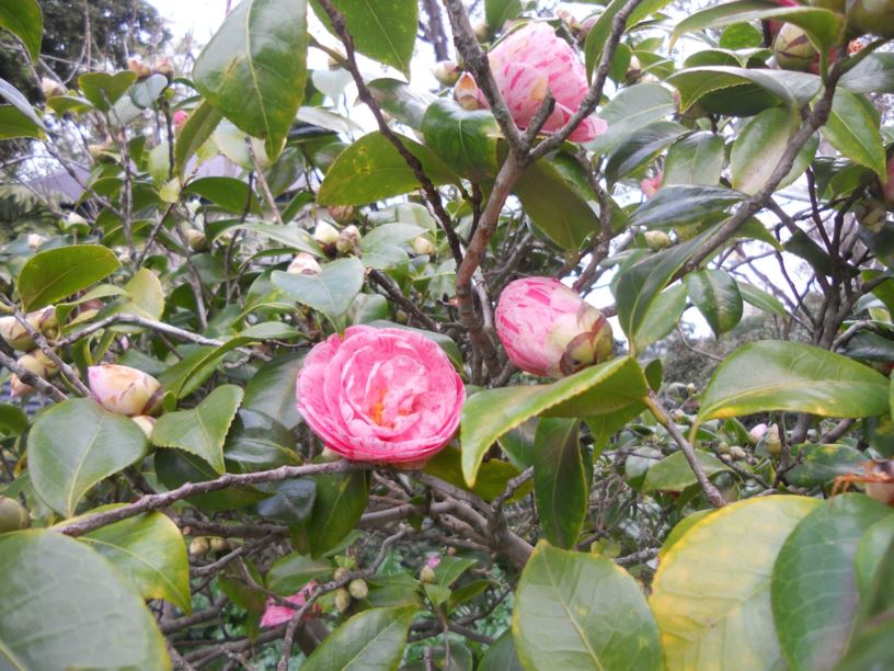 Camellia japonica 'Roma Risorta' | Royal Botanic Garden Sydney