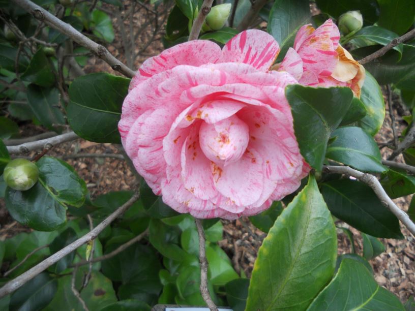 Camellia japonica 'Roma Risorta' | Royal Botanic Garden Sydney
