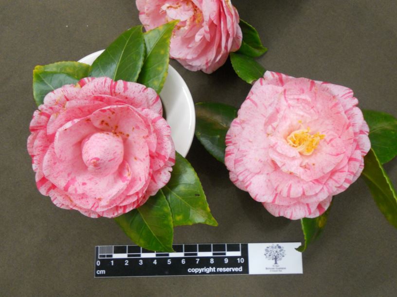 Camellia japonica 'Roma Risorta' | Royal Botanic Garden Sydney