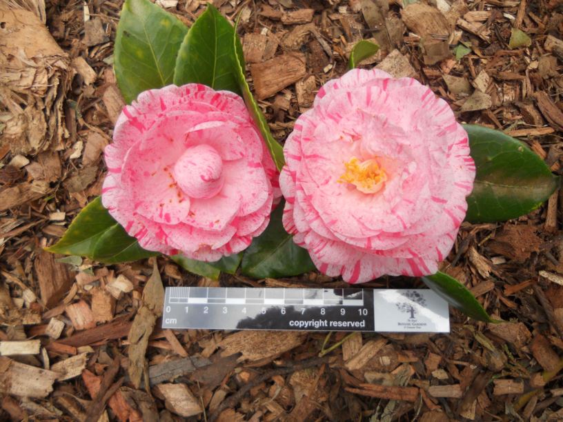 Camellia japonica 'Roma Risorta' | Royal Botanic Garden Sydney
