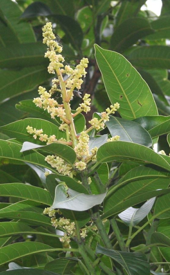Mangifera indica - Mango | Royal Botanic Garden Sydney