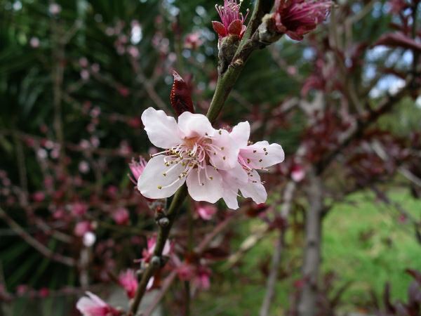Prunus persica 'Atropurpurea' | The Royal Botanic Garden Sydney