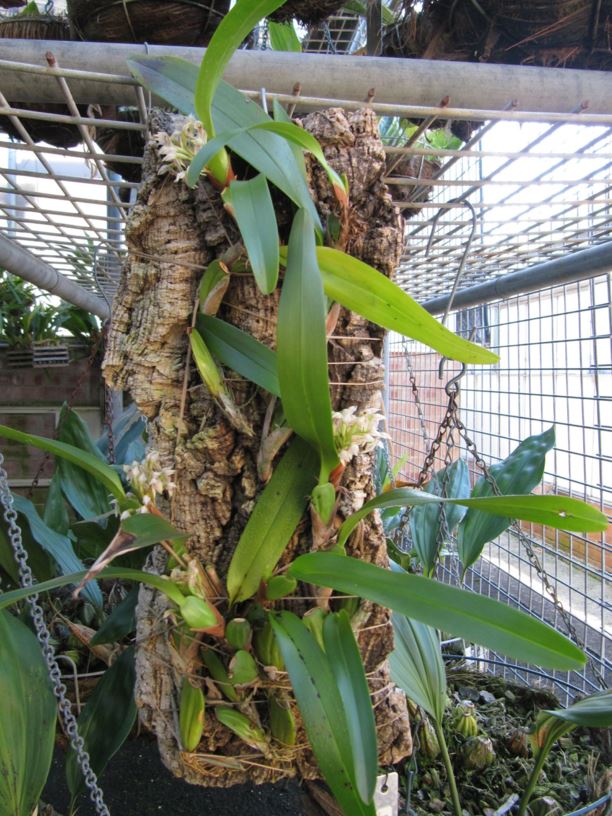 Maxillaria densa | Royal Botanic Garden Sydney