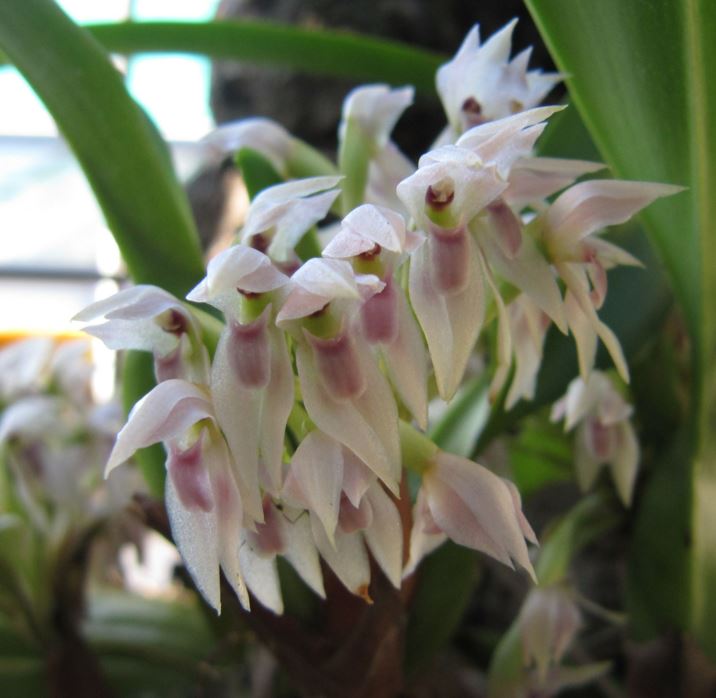 Maxillaria densa | Royal Botanic Garden Sydney