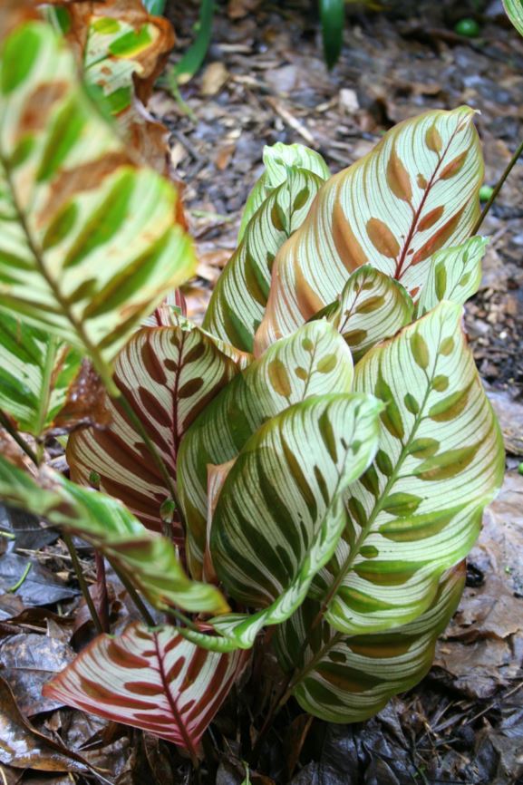 Calathea 'Royale Picta' | Royal Botanic Garden Sydney