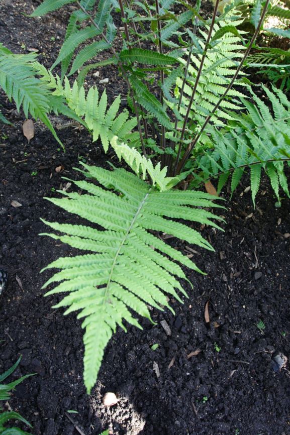 Christella dentata - binung | Royal Botanic Garden Sydney