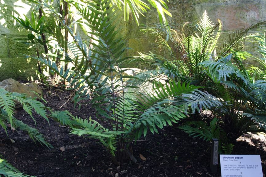 Christella dentata - binung | Royal Botanic Garden Sydney