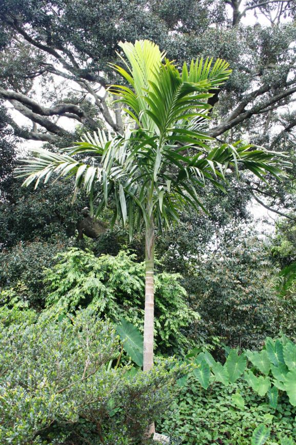 Ptychosperma elegans - solitaire palm | Royal Botanic Garden Sydney