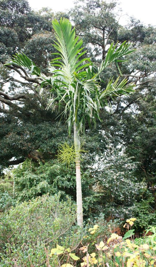 Ptychosperma elegans - solitaire palm | Royal Botanic Garden Sydney