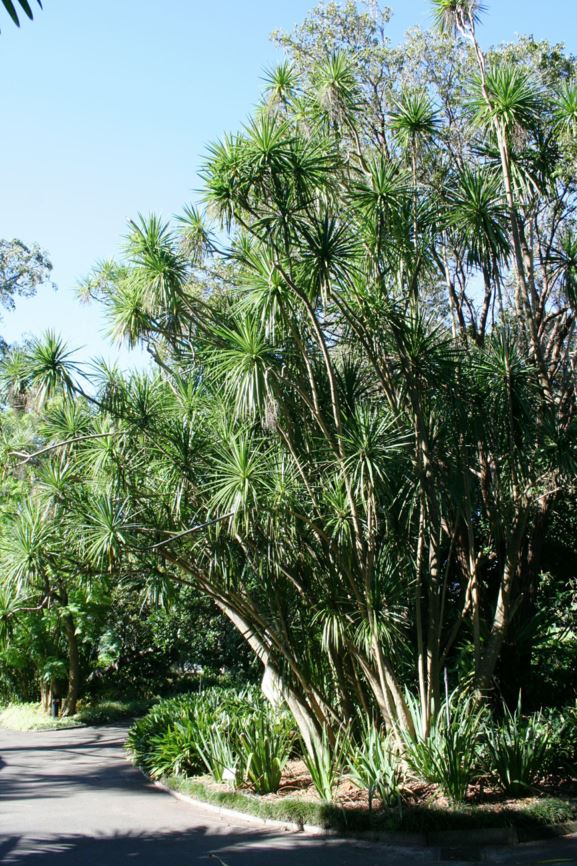 Cordyline australis - Cabbage Tree, Ti kouka | Royal Botanic Garden Sydney
