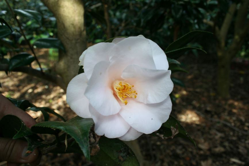 Camellia japonica 'Magnoliiflora' | Royal Botanic Garden Sydney