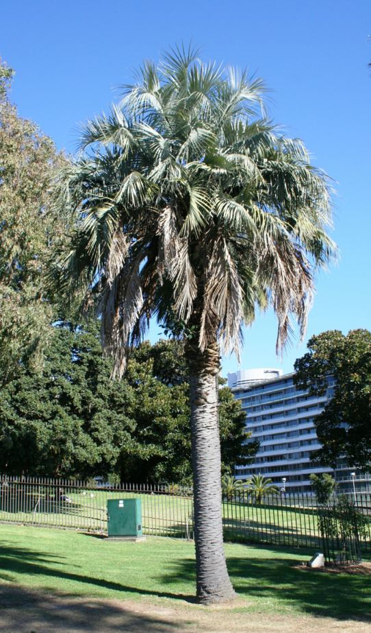 Butia capitata - Jelly Palm | The Royal Botanic Garden Sydney