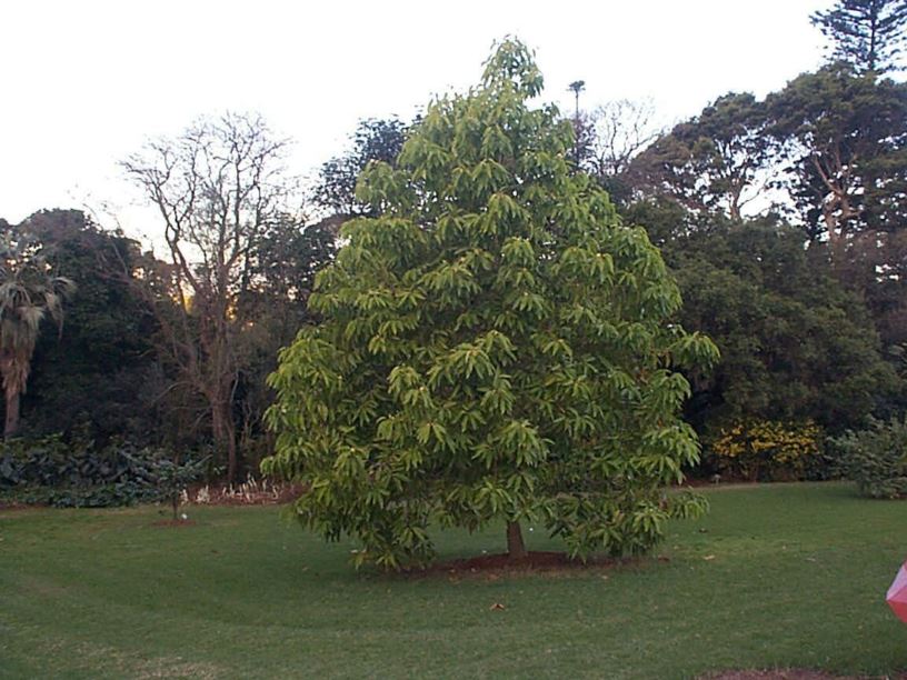 Magnolia champaca - Champaca, Sapu, Champak | Royal Botanic Garden Sydney
