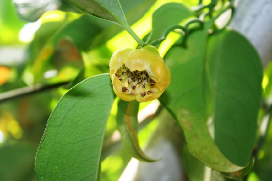 Austrobaileya scandens | Royal Botanic Garden Sydney