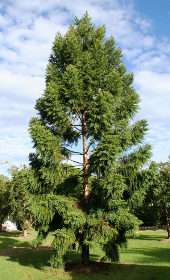 Araucaria cunninghamii - Hoop Pine | Royal Botanic Garden Sydney