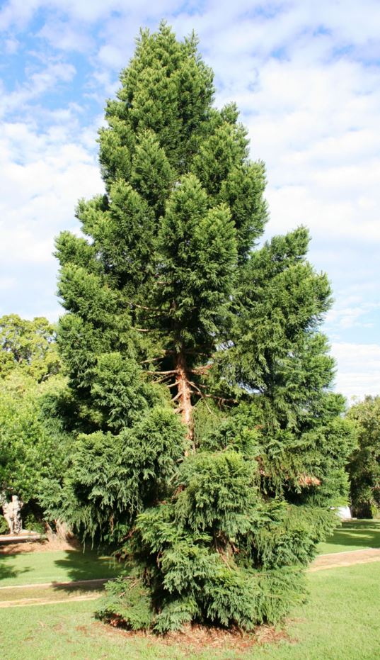 Araucaria cunninghamii - Hoop Pine | Royal Botanic Garden Sydney