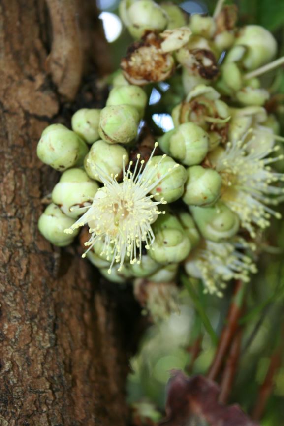 Syzygium cormiflorum - Bumpy Satinash | Royal Botanic Garden Sydney