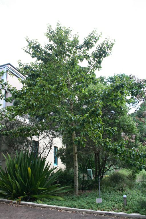Gmelina leichhardtii - white beech | Royal Botanic Garden Sydney