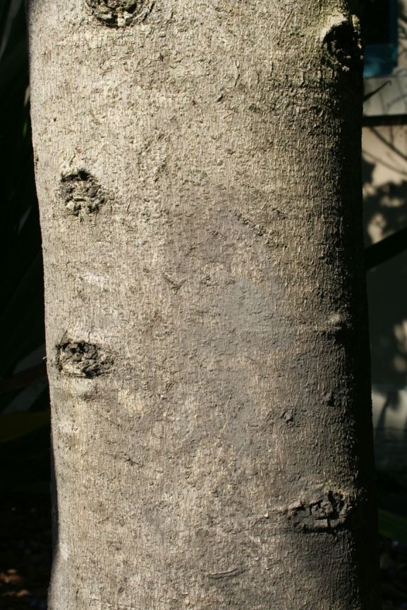 Gmelina leichhardtii - white beech | Royal Botanic Garden Sydney