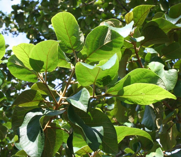 Gmelina leichhardtii - white beech | Royal Botanic Garden Sydney