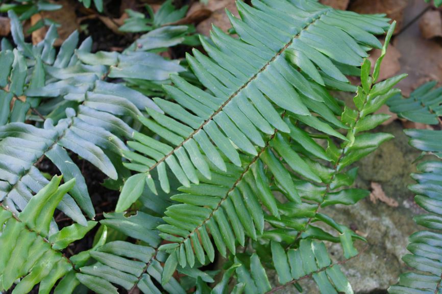 Pellaea falcata - Sickle Fern | Royal Botanic Garden Sydney