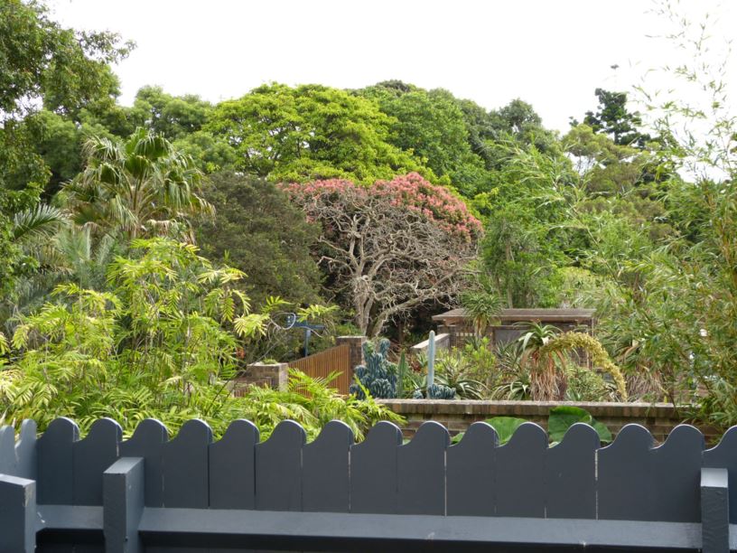 Arytera divaricata - Coogera, Rose Tamarind | Royal Botanic Garden Sydney
