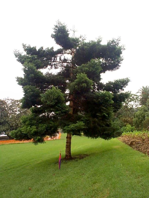 Araucaria cunninghamii - Hoop Pine | Royal Botanic Garden Sydney