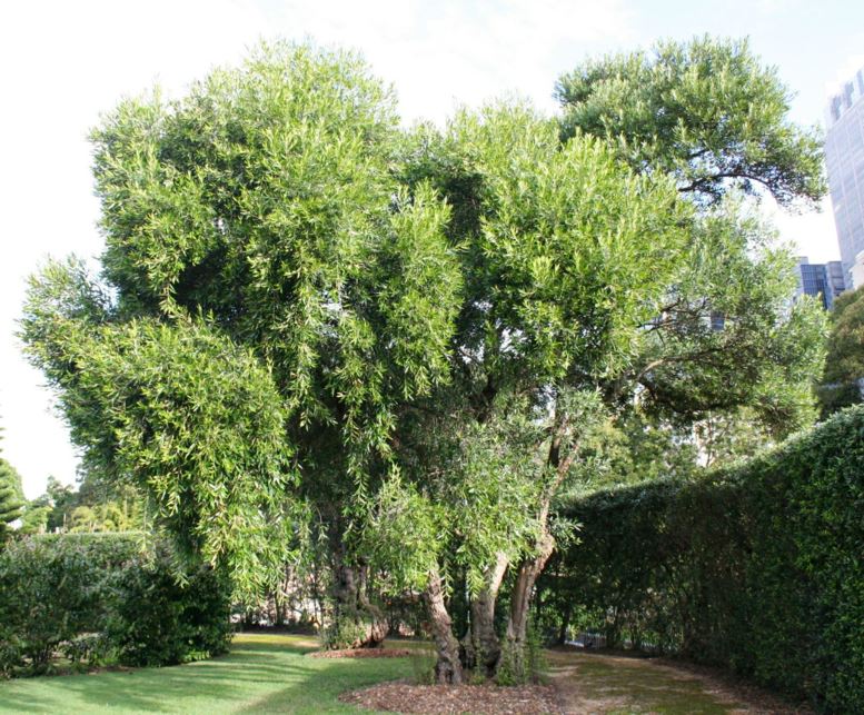 Olea europaea subsp. cuspidata - African Olive | The Royal Botanic ...