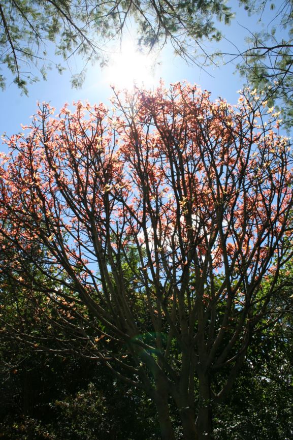 Ficus sur - cape fig, broom cluster fig | Royal Botanic Garden Sydney