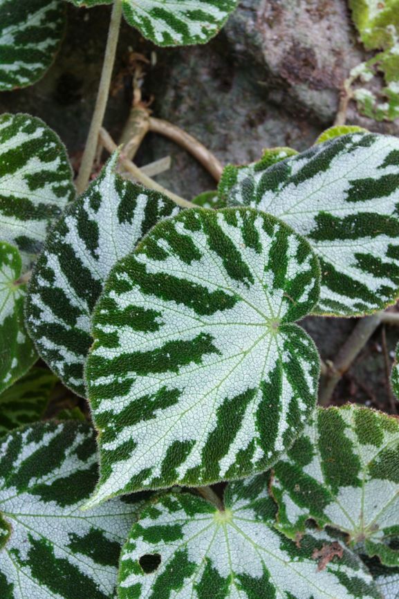 Begonia pustulata 'Silver Jewel' - Blister Begonia | Royal Botanic ...