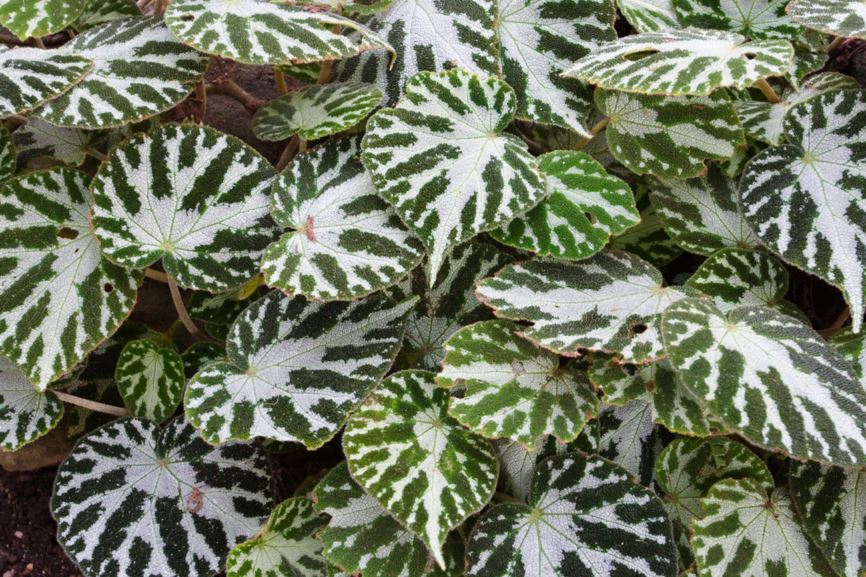 Begonia pustulata 'Silver Jewel' - Blister Begonia | Royal Botanic ...