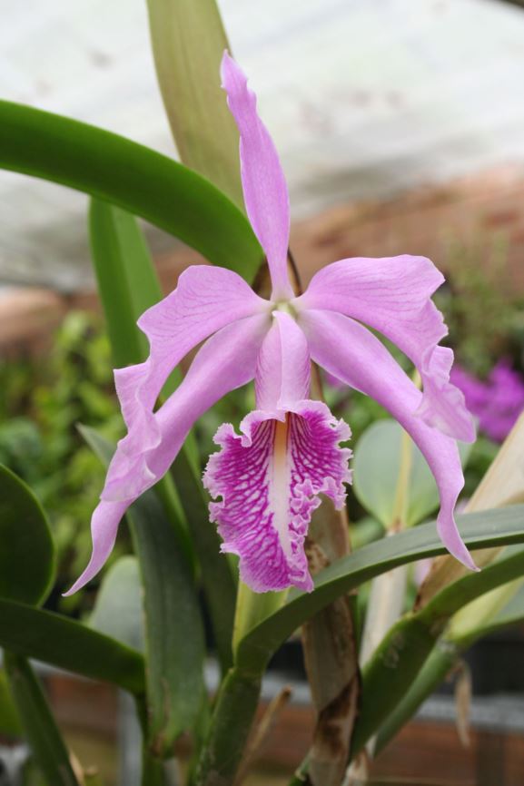 Cattleya maxima | Royal Botanic Garden Sydney