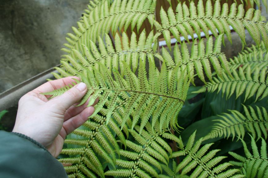 Cyathea leichhardtiana - Prickly Tree Fern | Royal Botanic Garden Sydney