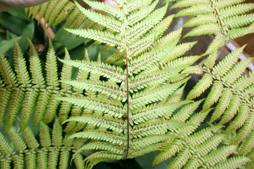 Cyathea leichhardtiana - Prickly Tree Fern | Royal Botanic Garden Sydney