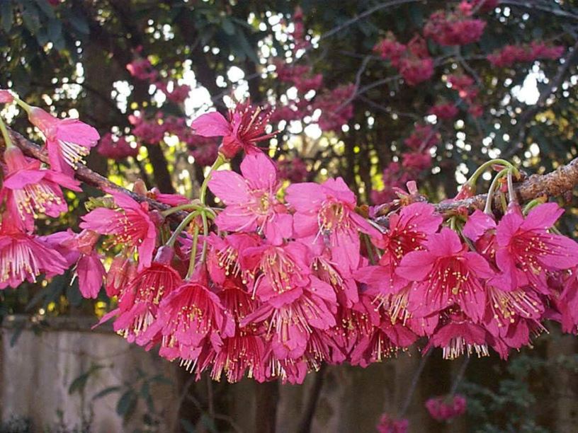 Prunus campanulata - Formosan Cherry, Taiwan Flowering Cherry | The ...