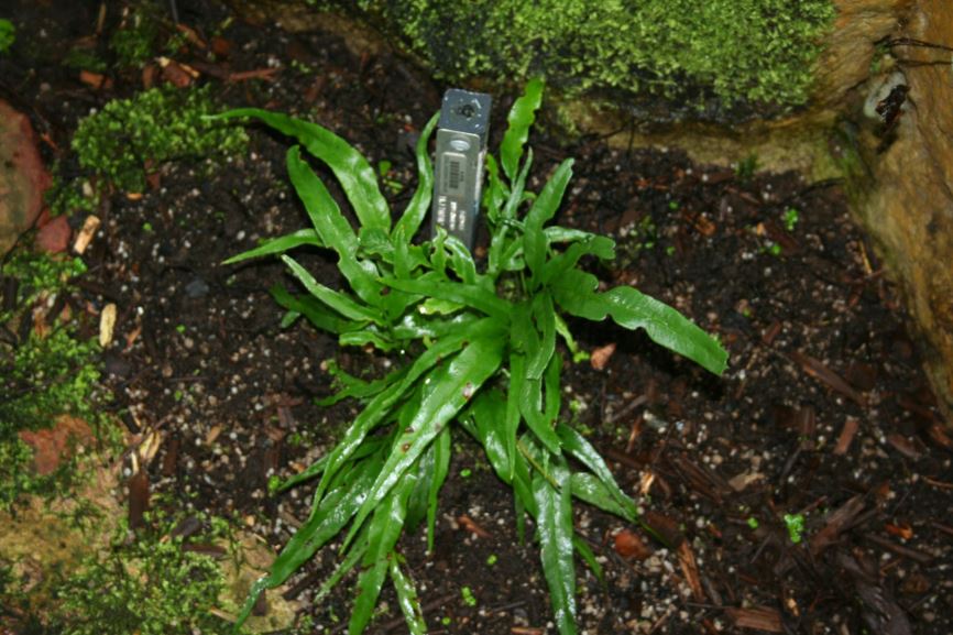 Coniogramme japonica - Bamboo Fern | Royal Botanic Garden Sydney
