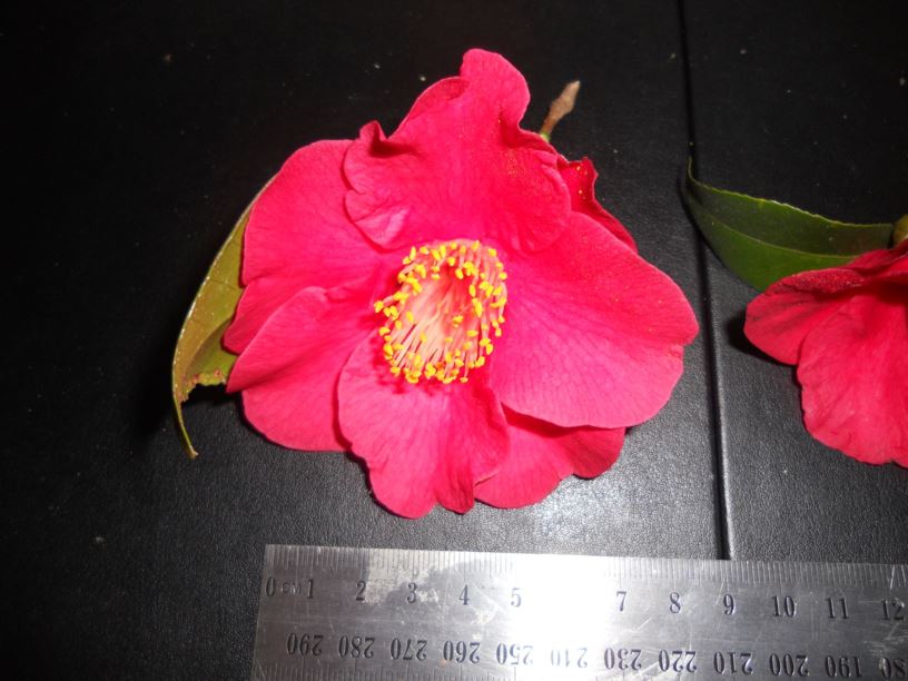 Camellia japonica 'Alexander Hunter' | Royal Botanic Garden Sydney