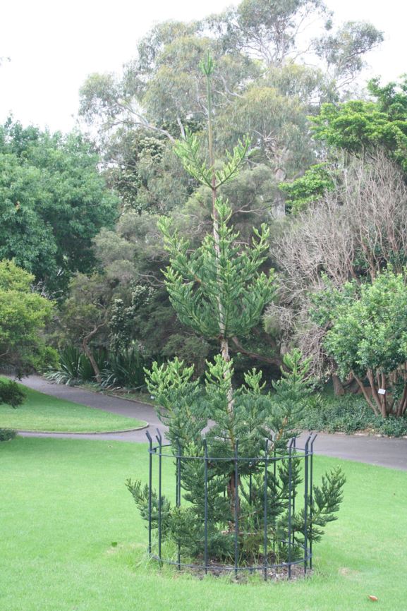 Araucaria cunninghamii - Hoop Pine | Royal Botanic Garden Sydney