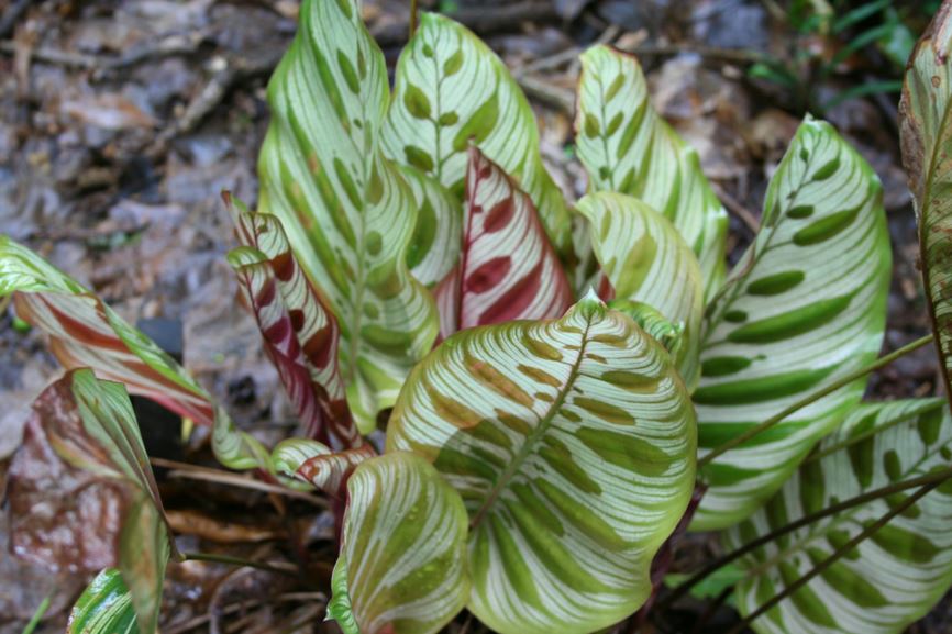 Calathea 'Royale Picta' | Royal Botanic Garden Sydney