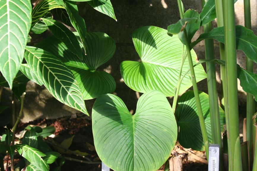 Apoballis rupestris | Royal Botanic Garden Sydney