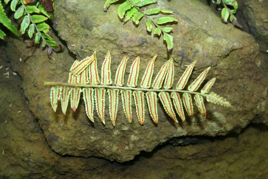 Cyathea rebeccae - Rebecca's tree fern, black tree fern | Royal Botanic ...