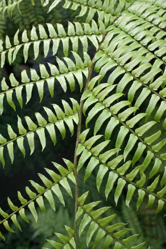 Cyathea rebeccae - Rebecca's tree fern, black tree fern | Royal Botanic ...