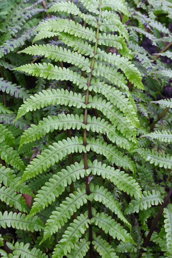 Pneumatopteris pennigera - Lime Fern | The Royal Botanic Garden Sydney