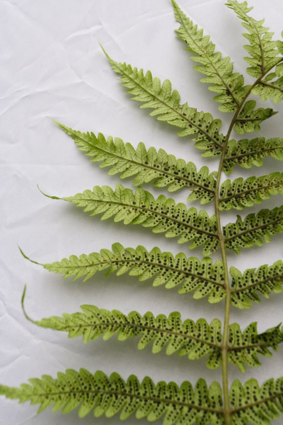 Pneumatopteris pennigera - Lime Fern | The Royal Botanic Garden Sydney