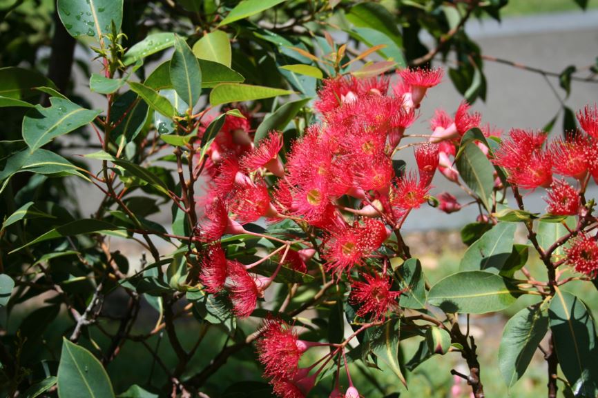Corymbia ficifolia 'Summer Red' - Flowering Gum | Royal Botanic Garden ...