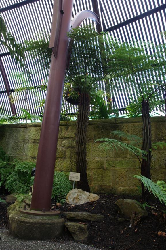 Cyathea australis - Black Tree-fern, Rough Tree-fern | Royal Botanic ...
