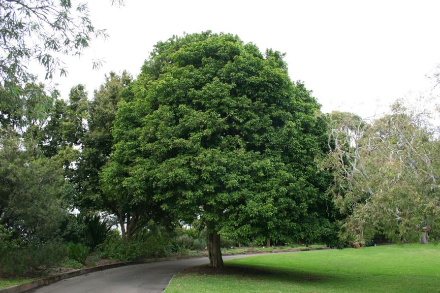 Browse H | Royal Botanic Garden Sydney