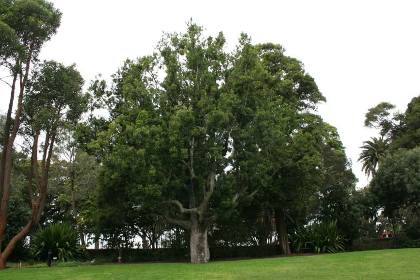 Cassine orientalis - False Olive | Royal Botanic Garden Sydney